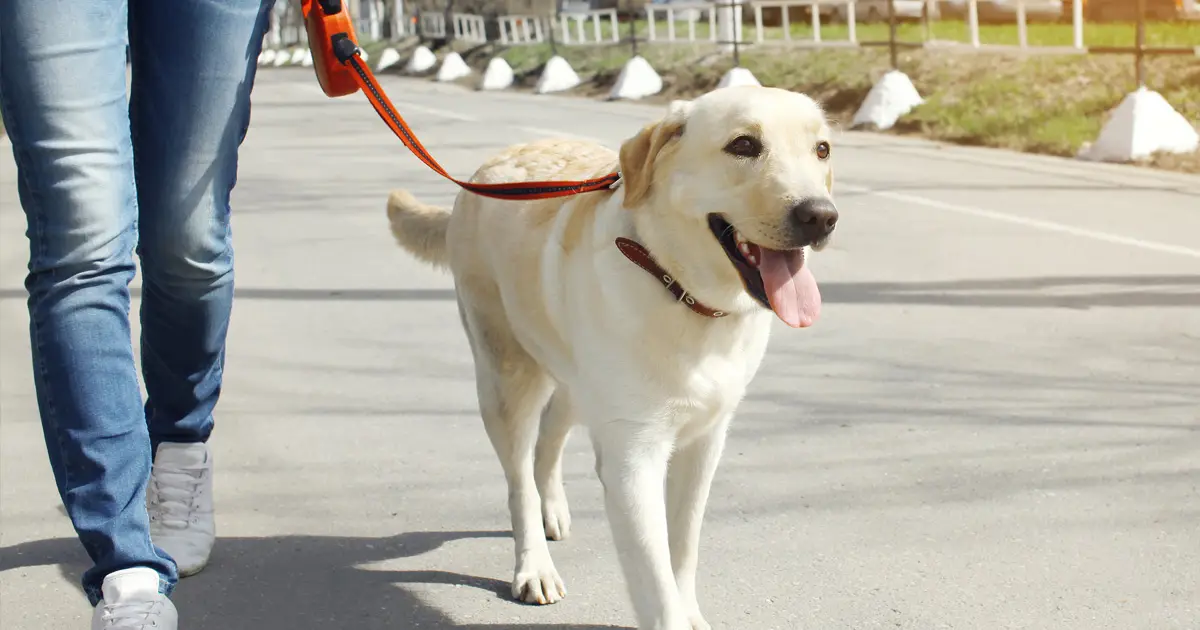 Mastering the Perfect Dog Walk - Mixed Pet Veterinary Hospital